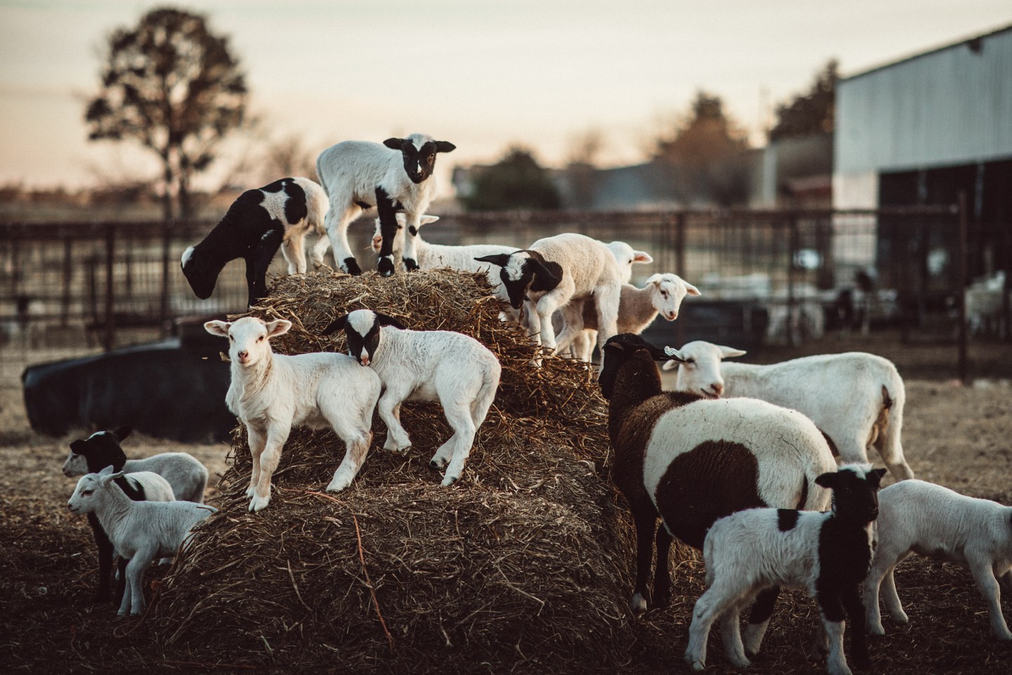 [ the sheepfarm | oklahoma ] – Hailey Faria Blog